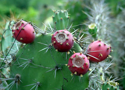 Pelo leste do sul de África: Flores, frutos e... ninhos