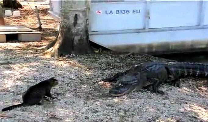 JG's PlayGround: Cat vs Alligators
