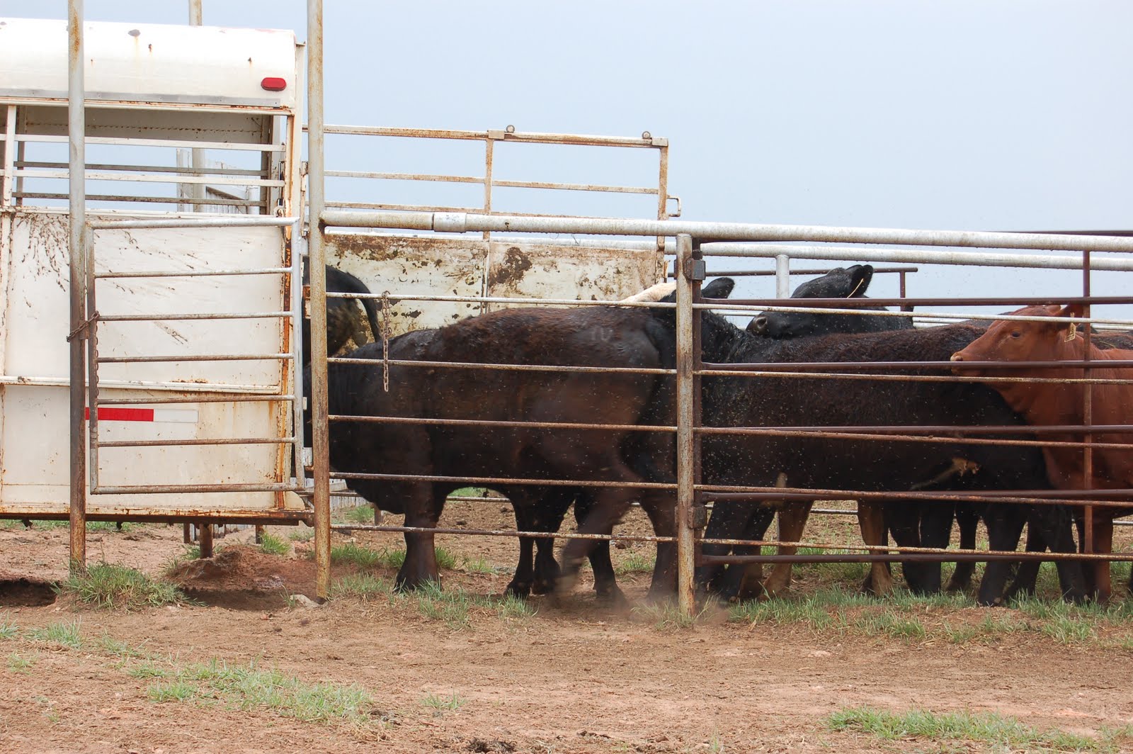 The Farmer's Wife: Loading Cattle to be Taken To The Feed Lots