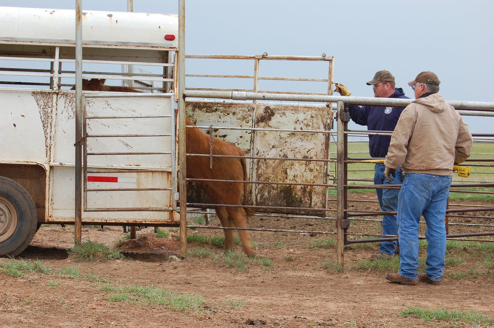 Farm Girl: Loading Cattle to be Taken To The Feed Lots