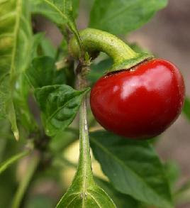 Chili pepper 5-pacha mulaku 5-m-mu-(cherry pepper,Pimento) - KERALA FLORA