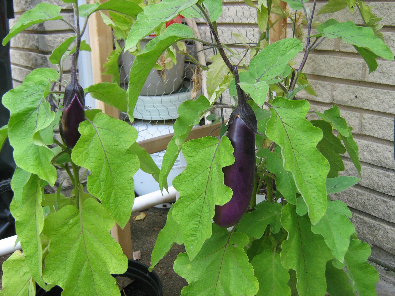 Pinoy Bushwhacker: Gulay - Vegetables