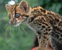 Meong Congkok - Nya Kumaha Aing