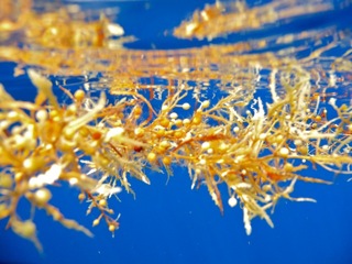 Sargasso Sea: Code Blue by Bryan Walsh, Bermuda - Mission Blue