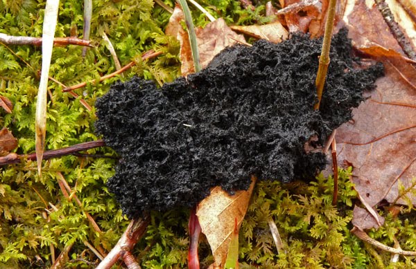 Life, Birding, Photos and Everything: Into Every Spring a Little Rain....