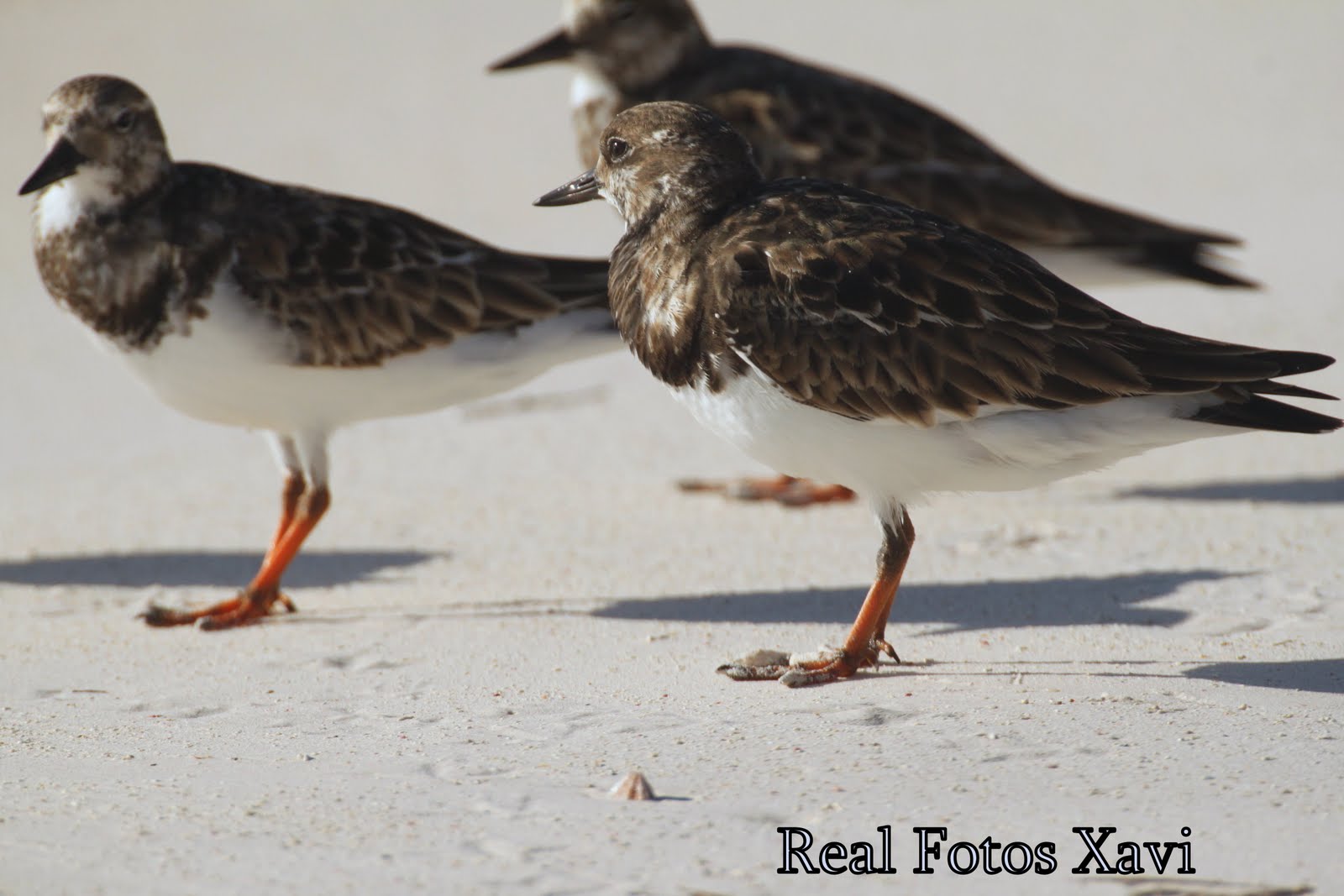 Fotografies Aramburu: Aves de las playas del Caribe