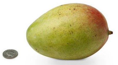 Jaclyn's Jabberings: Week 23: A Large Mango!