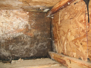 Mold Squad Blog: Moldy OSB - Oriented Strand Board