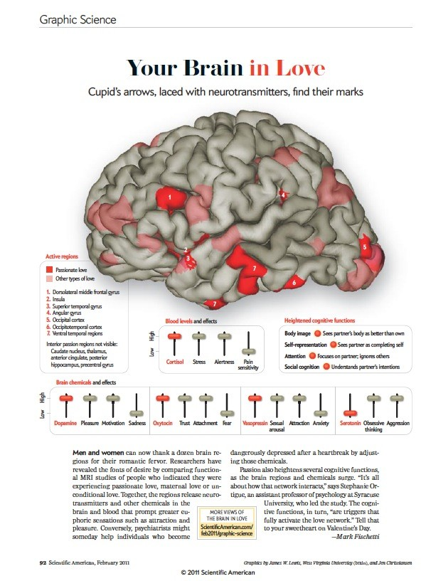Because we love men: Your brain in love
