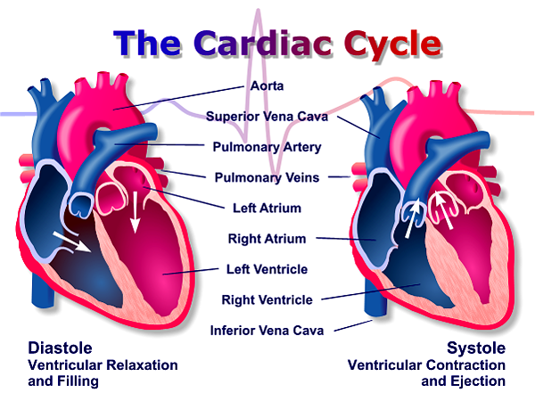 Human Cardiac and Respiratory System: The structure of the heart and ...