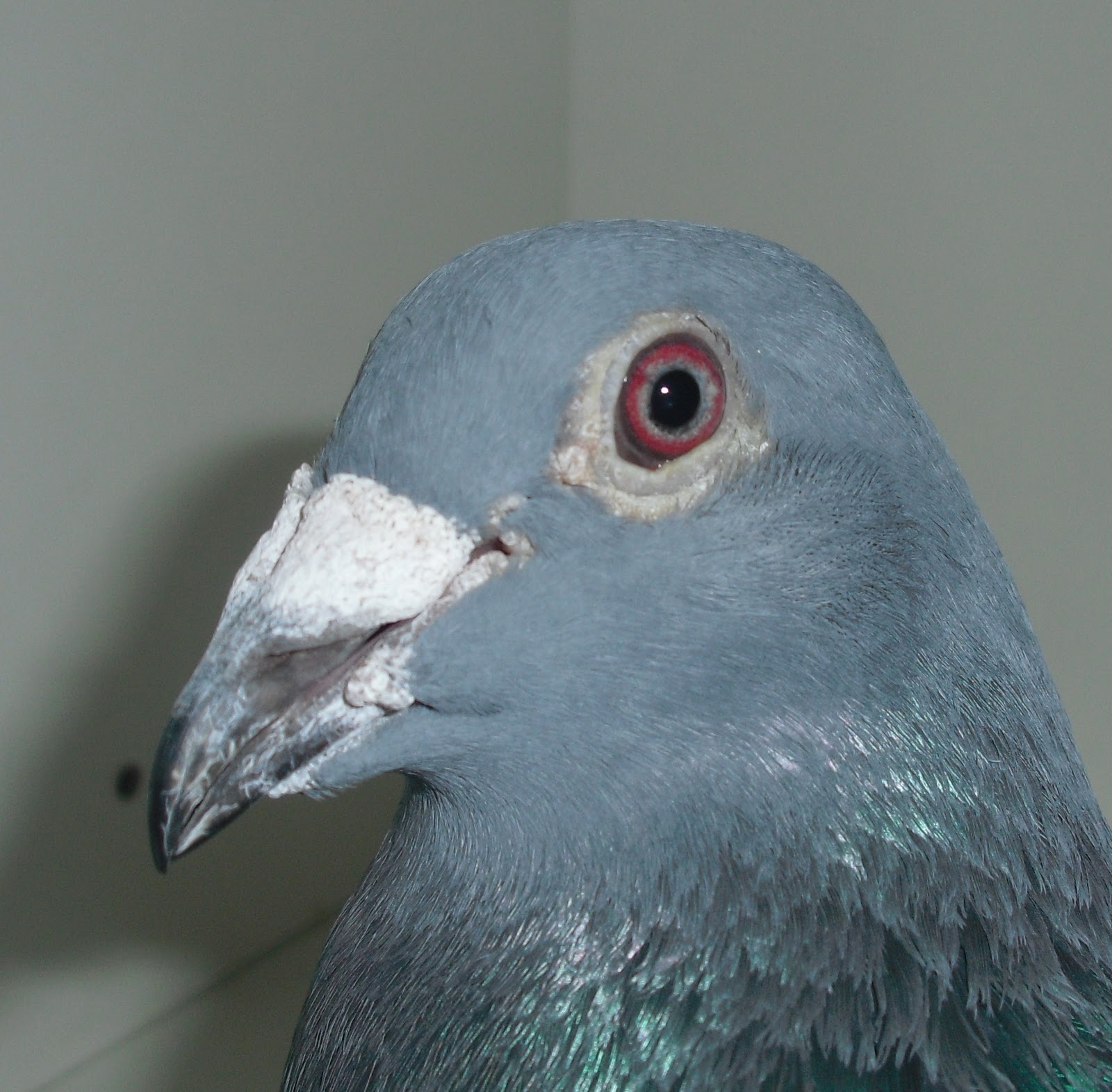 PALOMAR "OS FARALLONS"