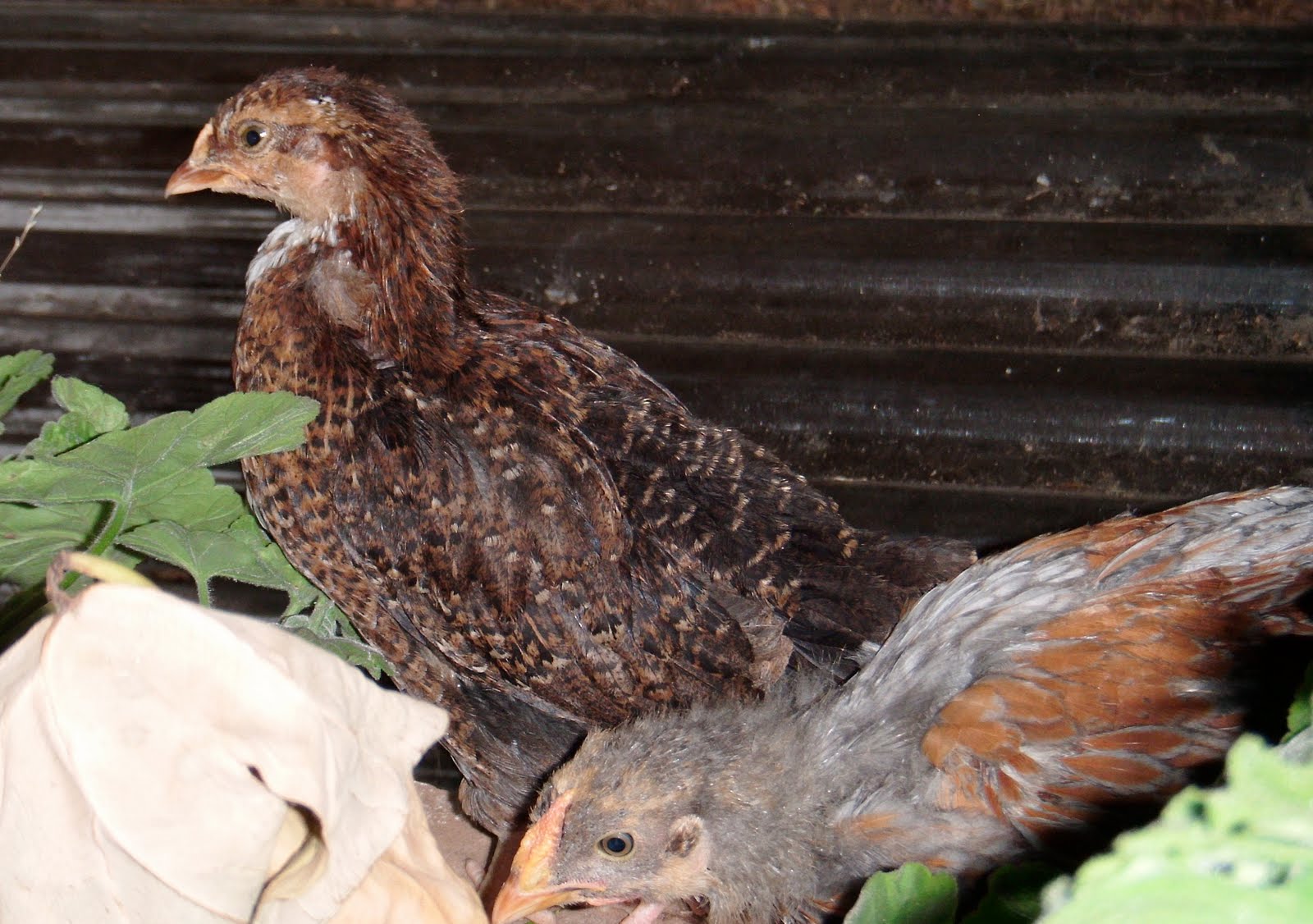 From The Backyard: New Chicks Getting Feathers