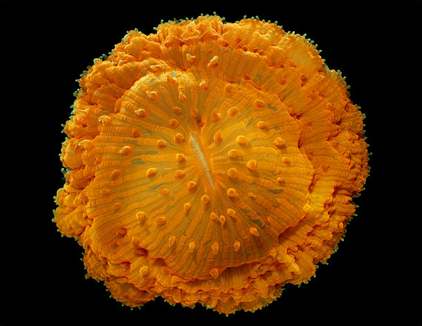 meladem: A Microscopic View