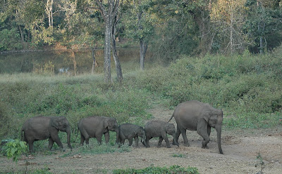 Wildlife Memoirs: The Trunk Call