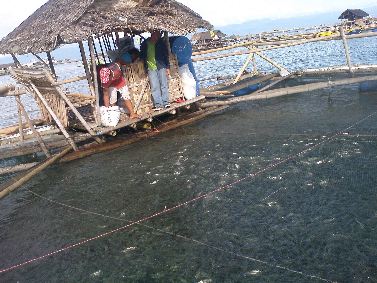 Bangus Farming and Fish Cage Site