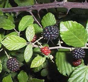 Las plantas y sus usos: Zarza