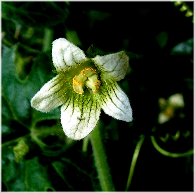 Las plantas y sus usos: 06/01/2010 - 07/01/2010