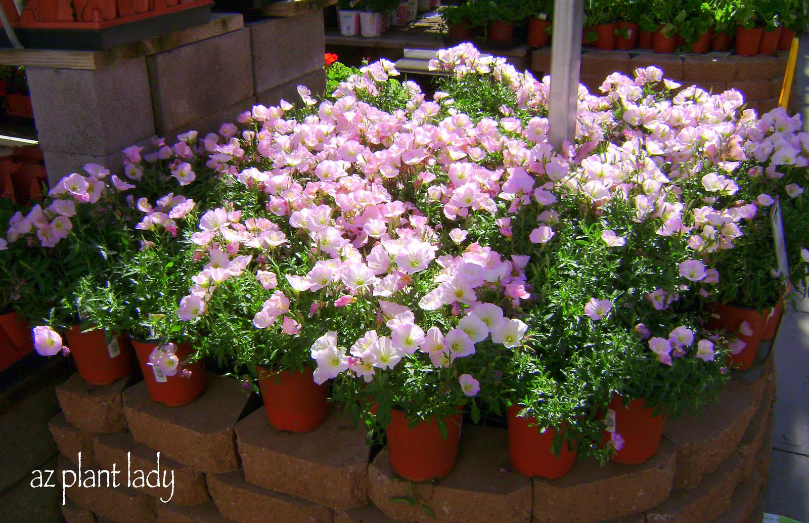 Pretty In Pink.....With A Hidden Secret - Ramblings from a Desert Garden