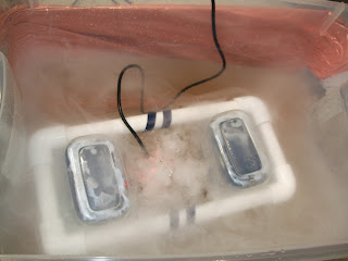 Aeroponic Sweet Potato Prototype: Day 14 Intensive care unit