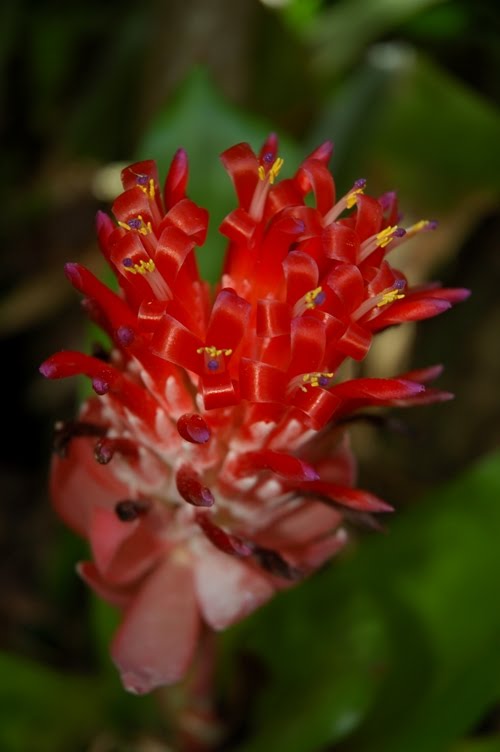 Snapshot of Puerto Rico Part 2: Unknown Red Flowers