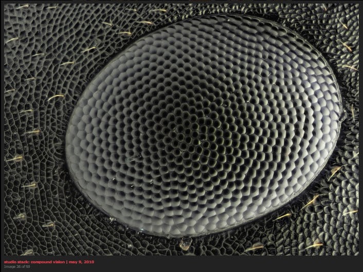 Data Deluge: Extended focus Macro-images