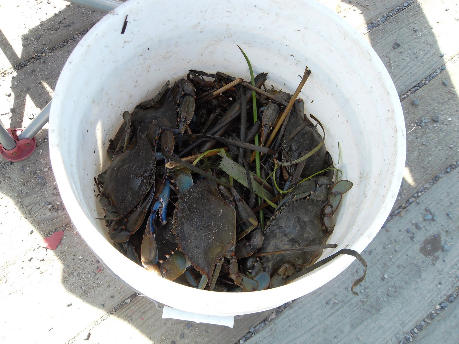 Indulge Inspire Imbibe: Here Craby Craby Craby