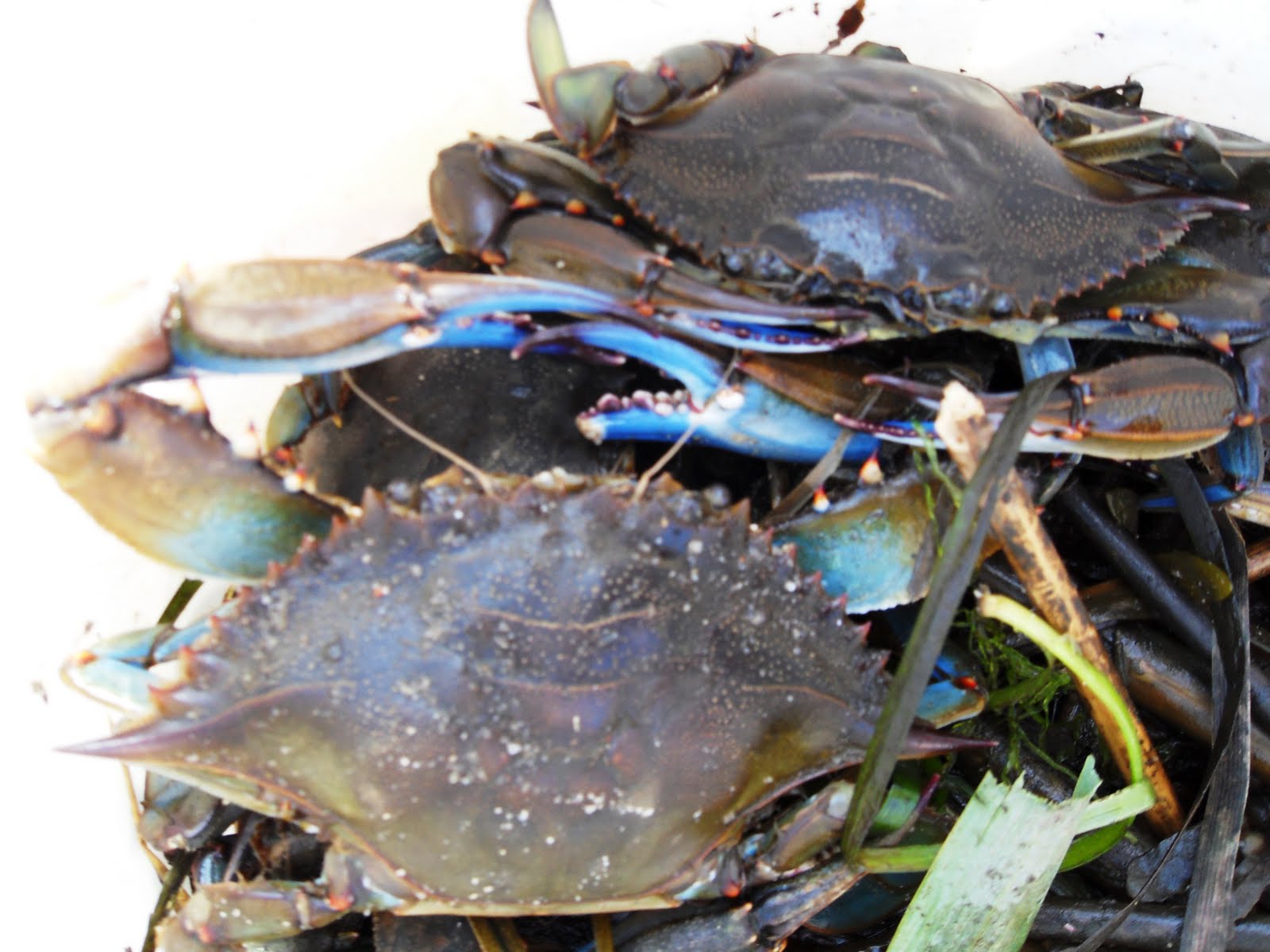 Indulge Inspire Imbibe: Here Craby Craby Craby