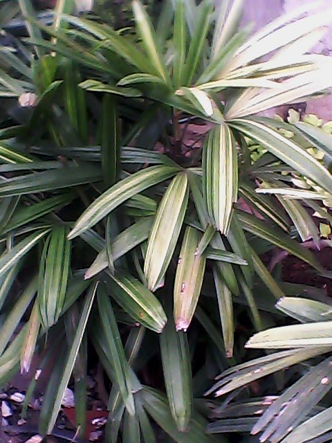 Sentra Tanaman Hias Graha Raya Bintaro: Aneka Jenis Pohon Palem Waregu