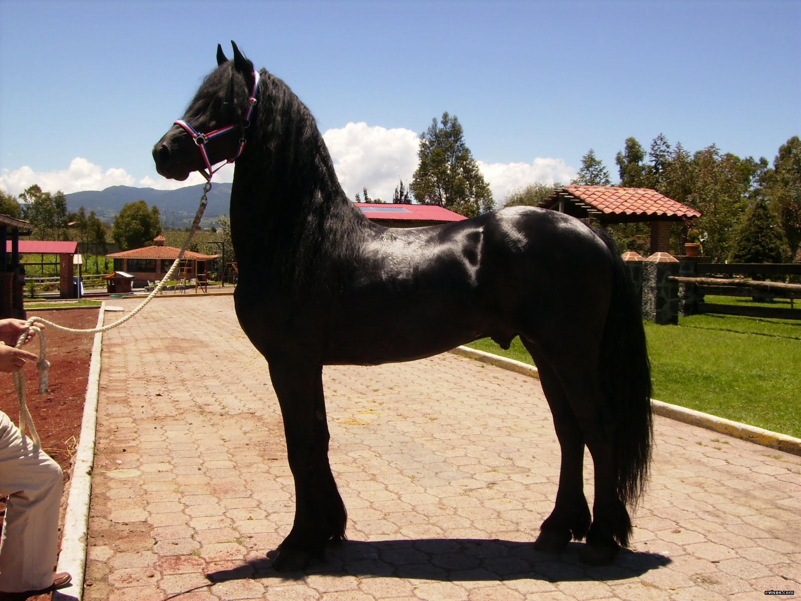 Caballos frisones blancos - Imagui