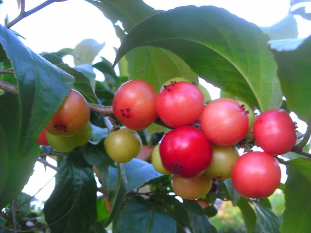 Singapore Plants Lover: Wild fig tree