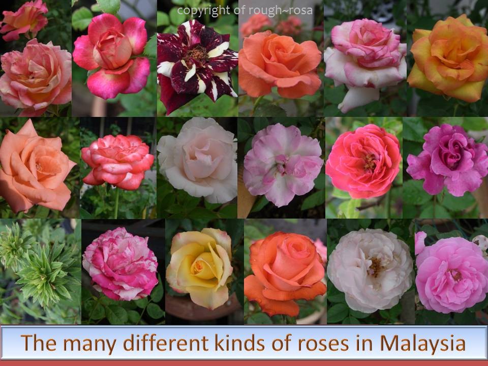 Rosa Sifu - Si Pencinta Bunga Mawar: How many different roses are there ...