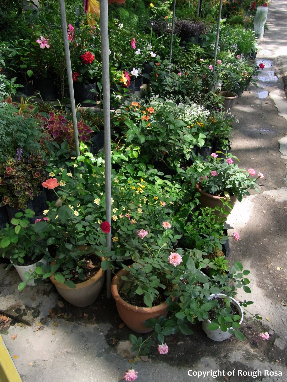 Rosa Sifu - Si Pencinta Bunga Mawar: Understanding the kinds of roses ...