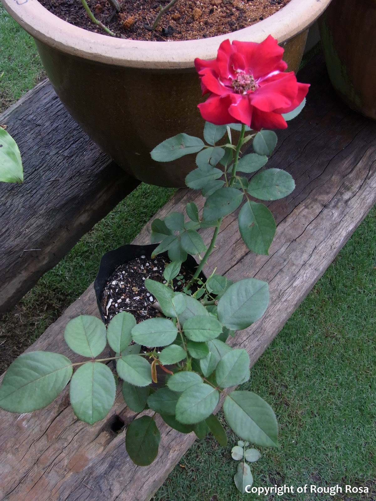 Rosa Sifu - Si Pencinta Bunga Mawar: Understanding the kinds of roses ...