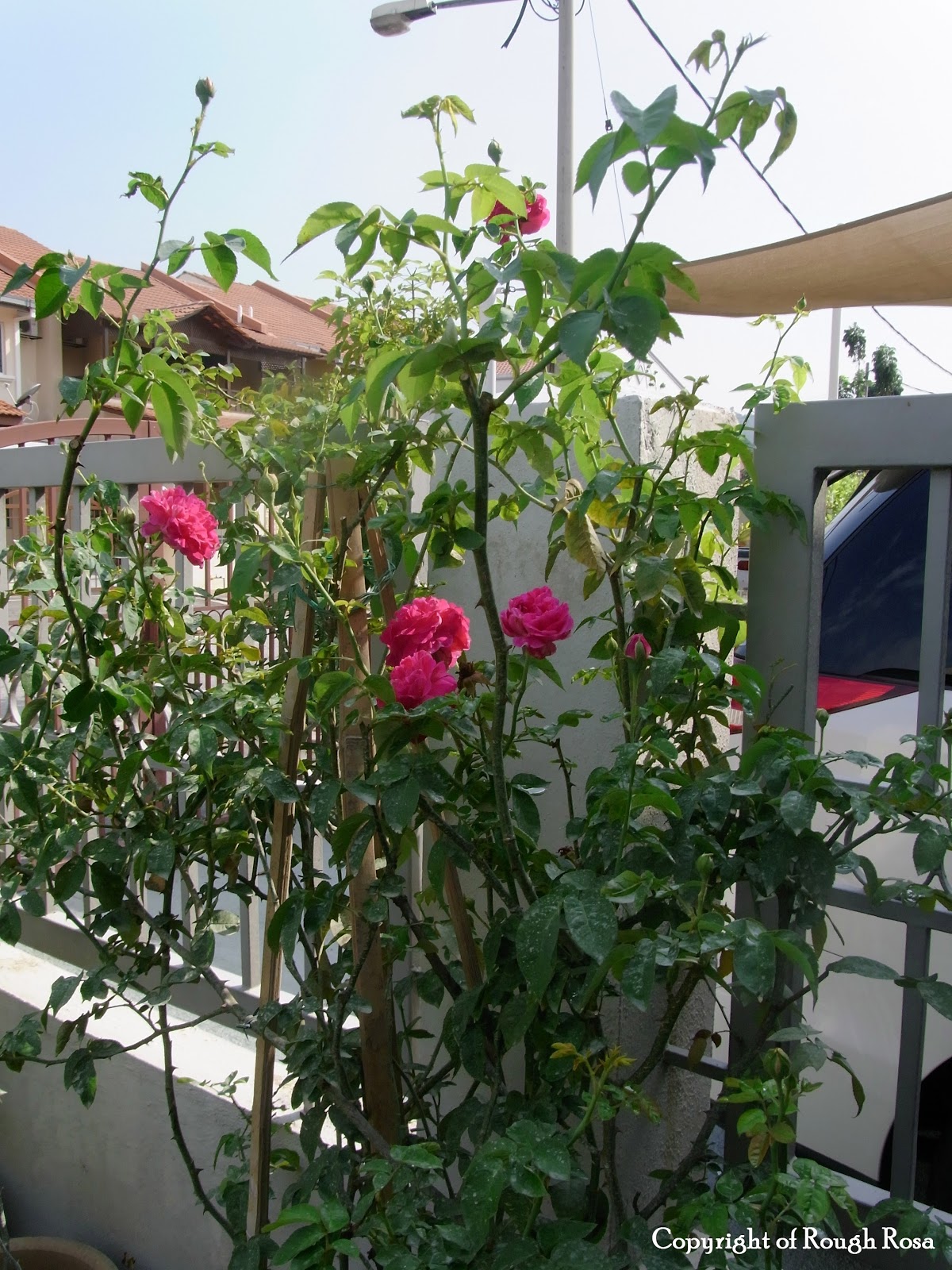 Rosa Sifu - Si Pencinta Bunga Mawar: Light pink ros kampung: Pergola or ...