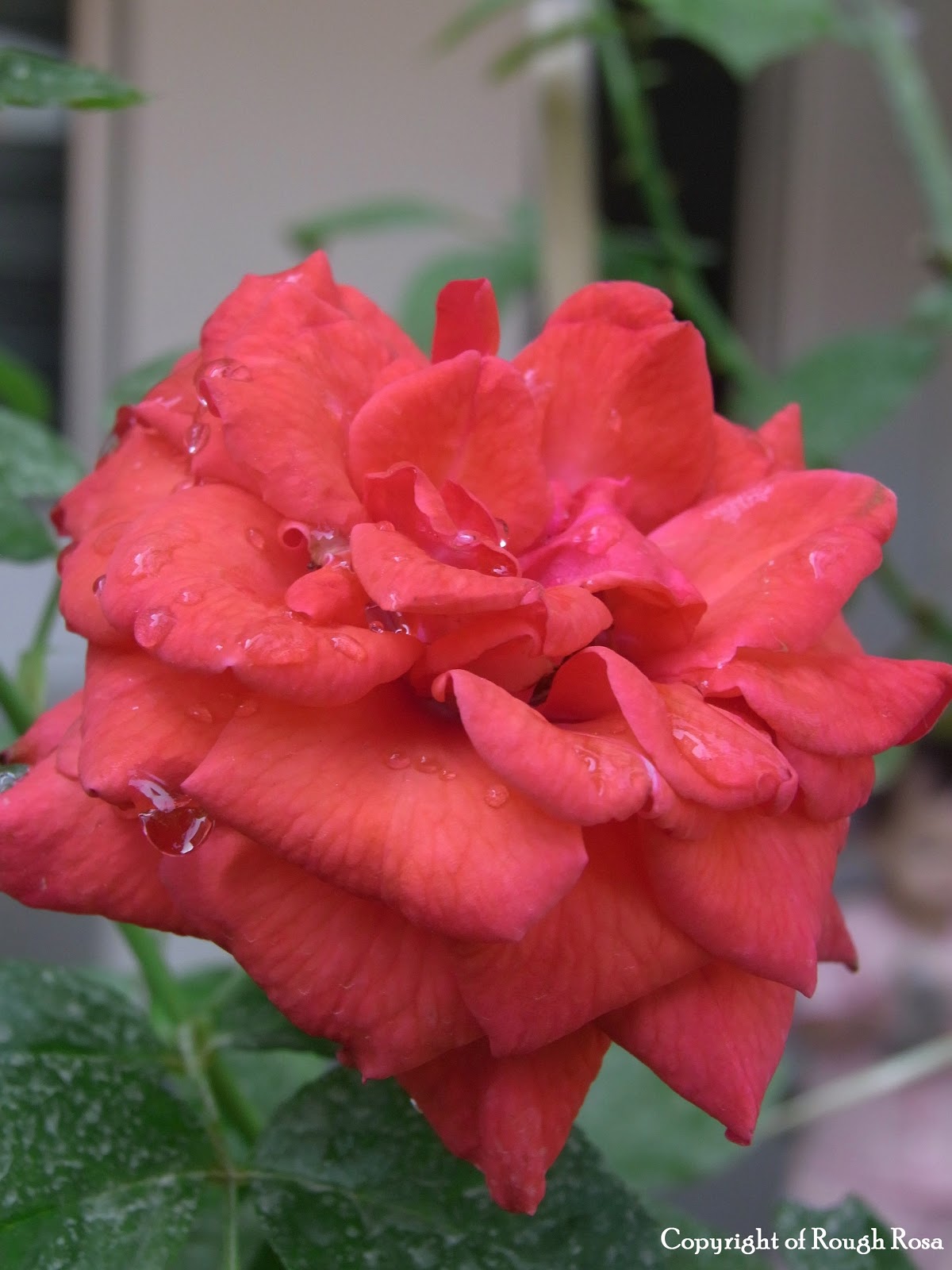 Rosa Sifu - Si Pencinta Bunga Mawar: Ku tanam pokok bunga, bunga mawar ...