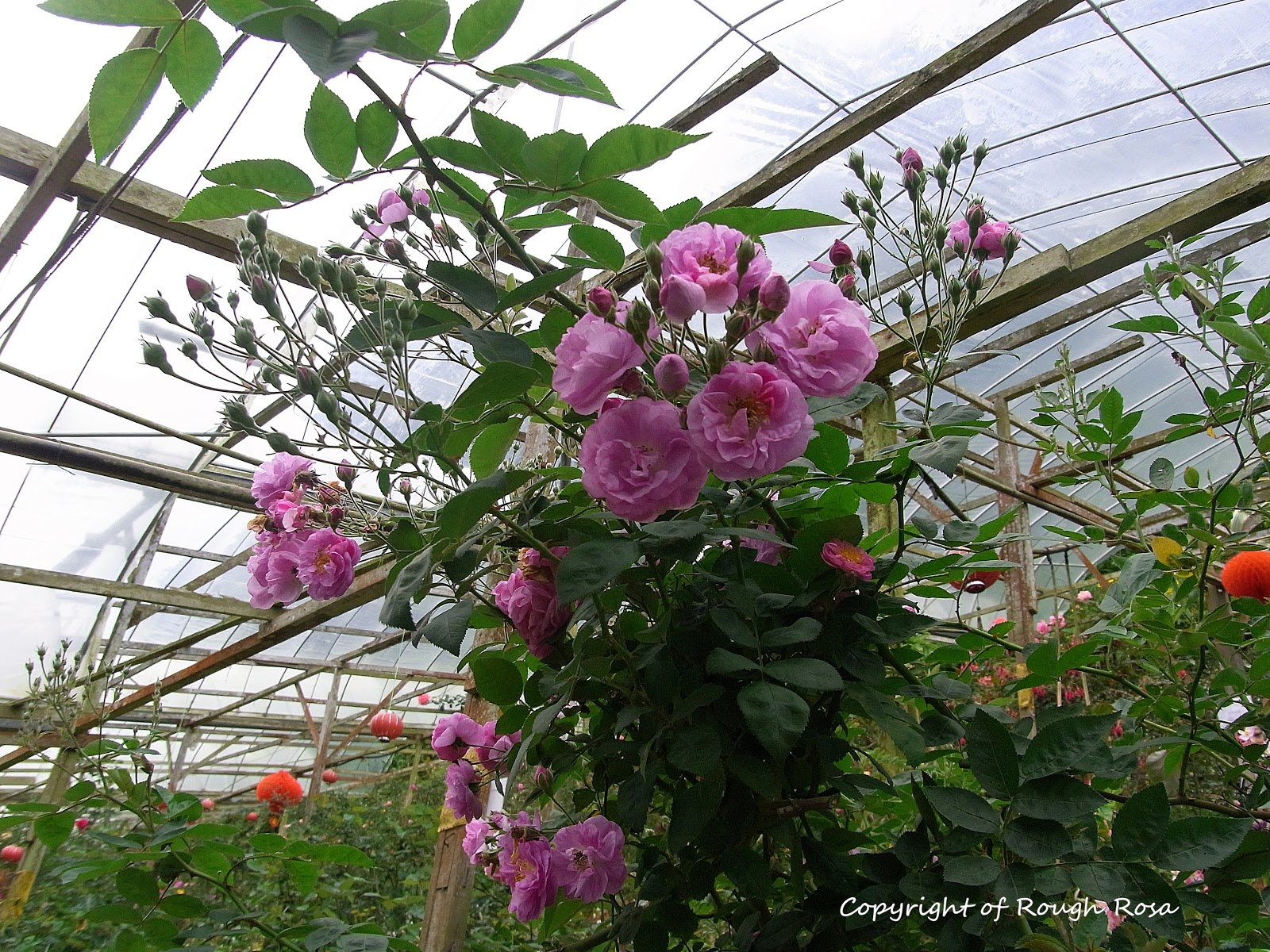 Rosa Sifu - Si Pencinta Bunga Mawar: Rose Valley at Cameron Highlands