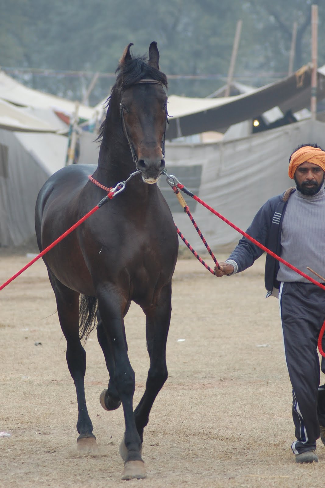 Marwari horse (indigenous horses of india): June 2010