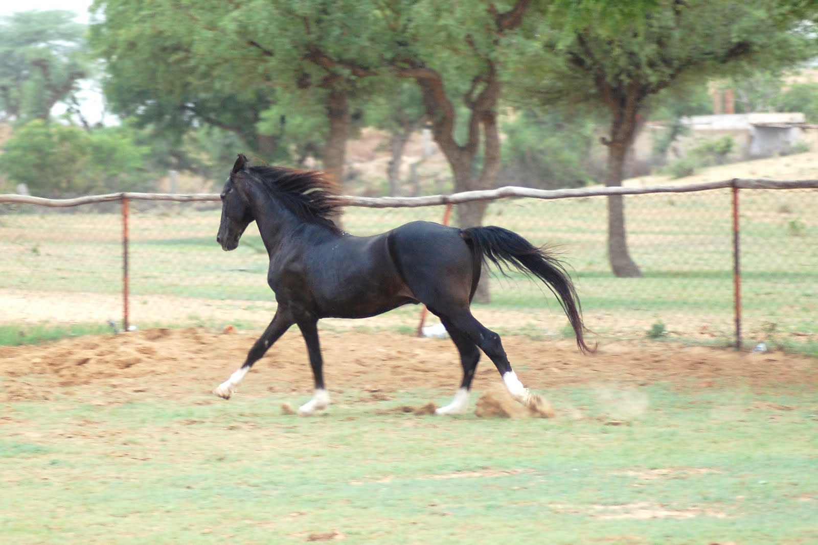 Marwari horse (indigenous horses of india): July 2010