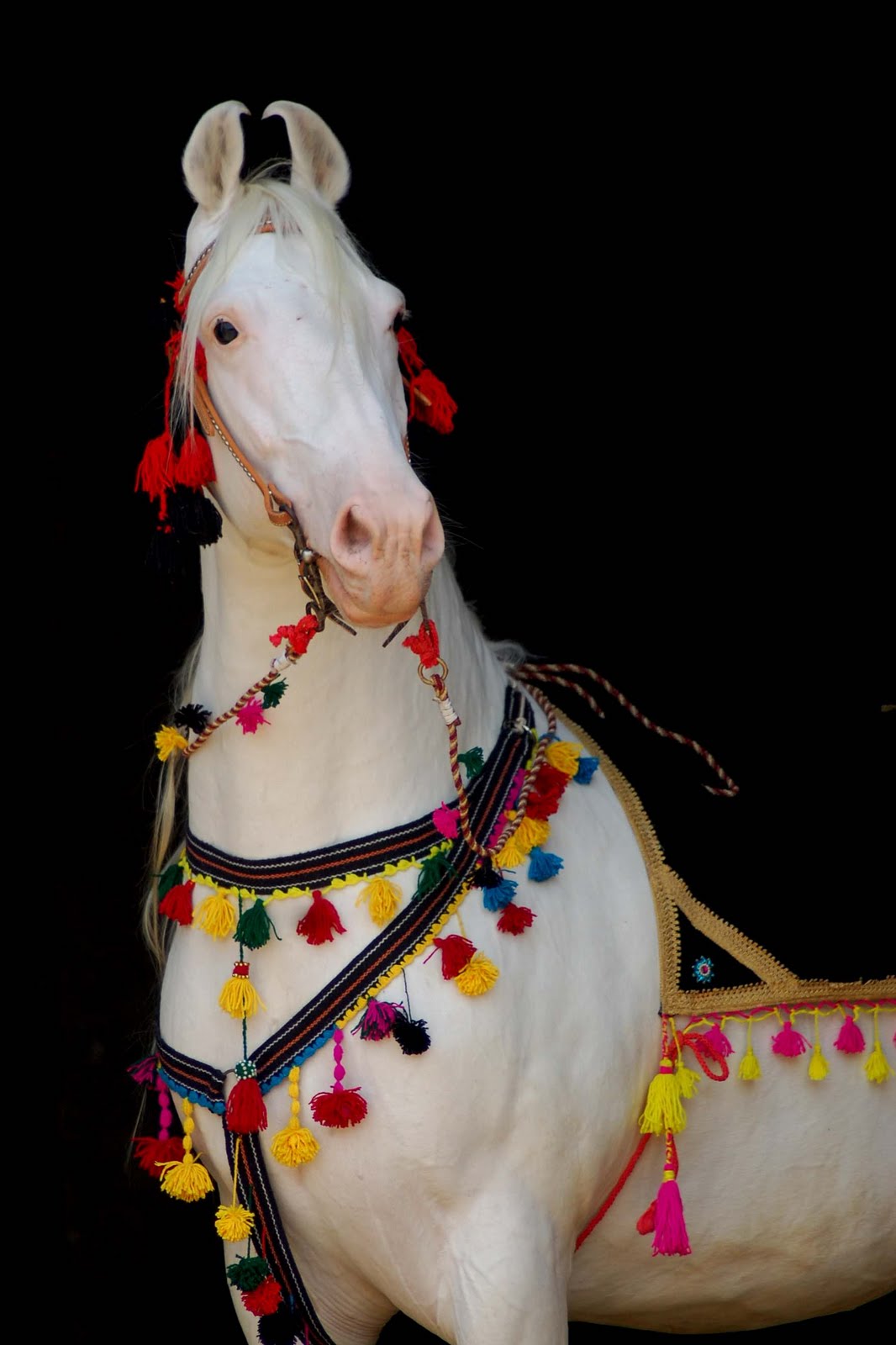 Marwari horse (indigenous horses of india): July 2010
