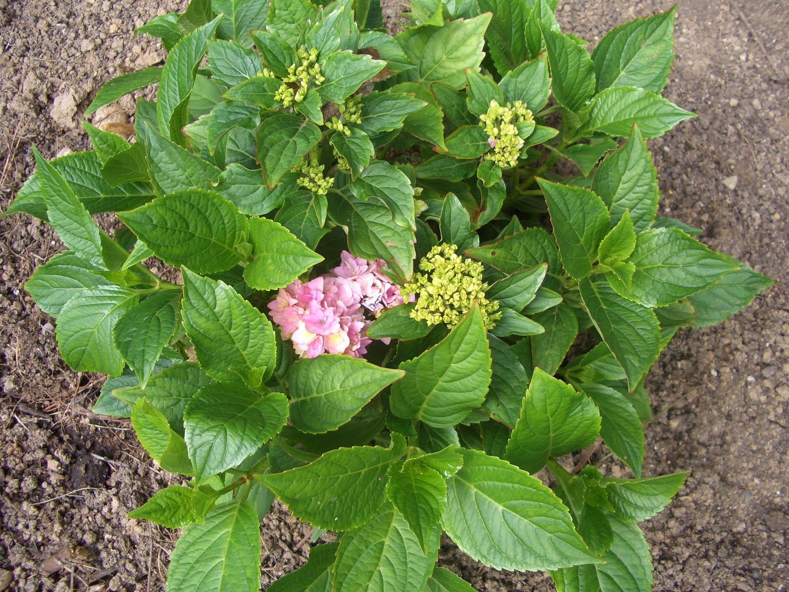 mind-muffins: The continuing saga of Belladonna's Jungle...