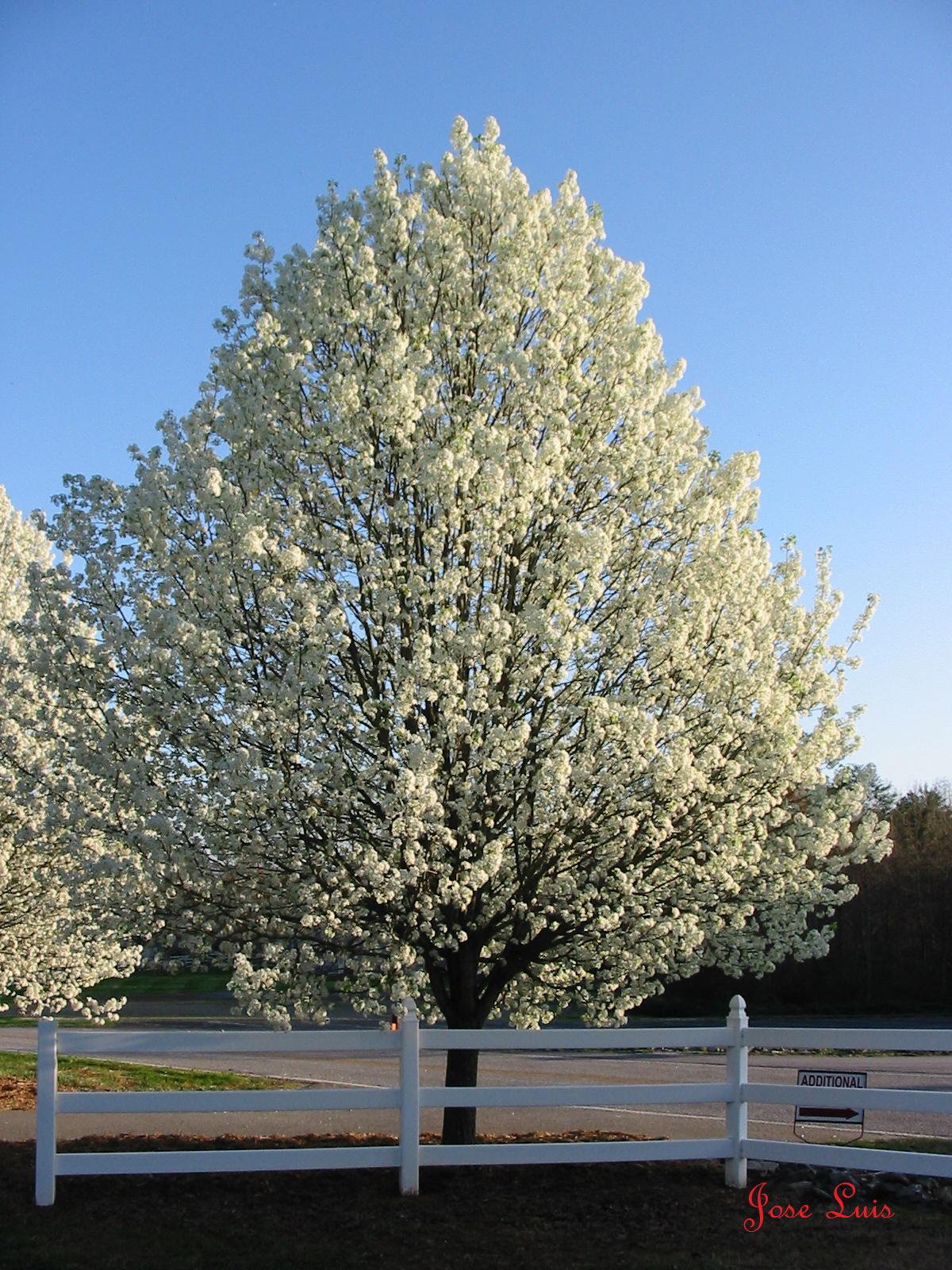 DWAPS: Arboles de color blanco