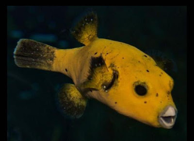 Funny-looking: Smiling Fish