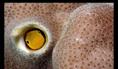 Funny-looking: Smiling Fish