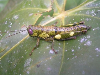 Amazing and Awesome Camouflage Insect ~ Somethin Bizarre