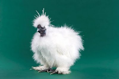 WEIRD NEWS: Weird and Strange Chicken