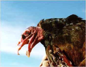 Strange Ugly Vulture Pictures | Ugly Pets