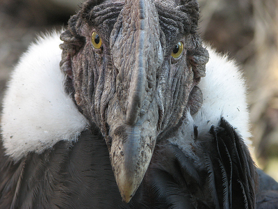 Strange Ugly Vulture Pictures | Ugly Pets