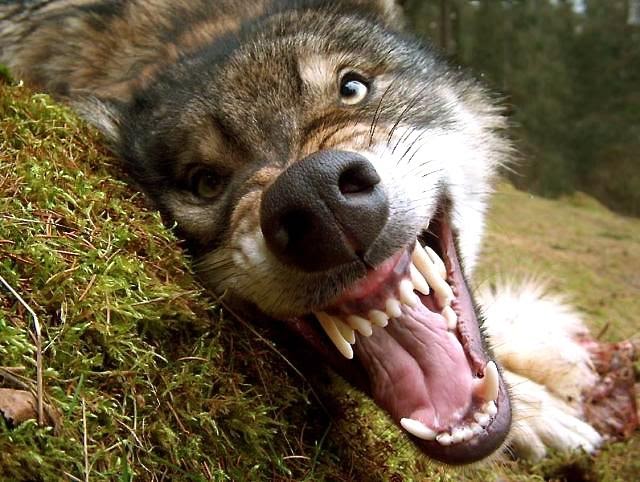 Mean Ugly Wolf Pictures | Ugly Pets