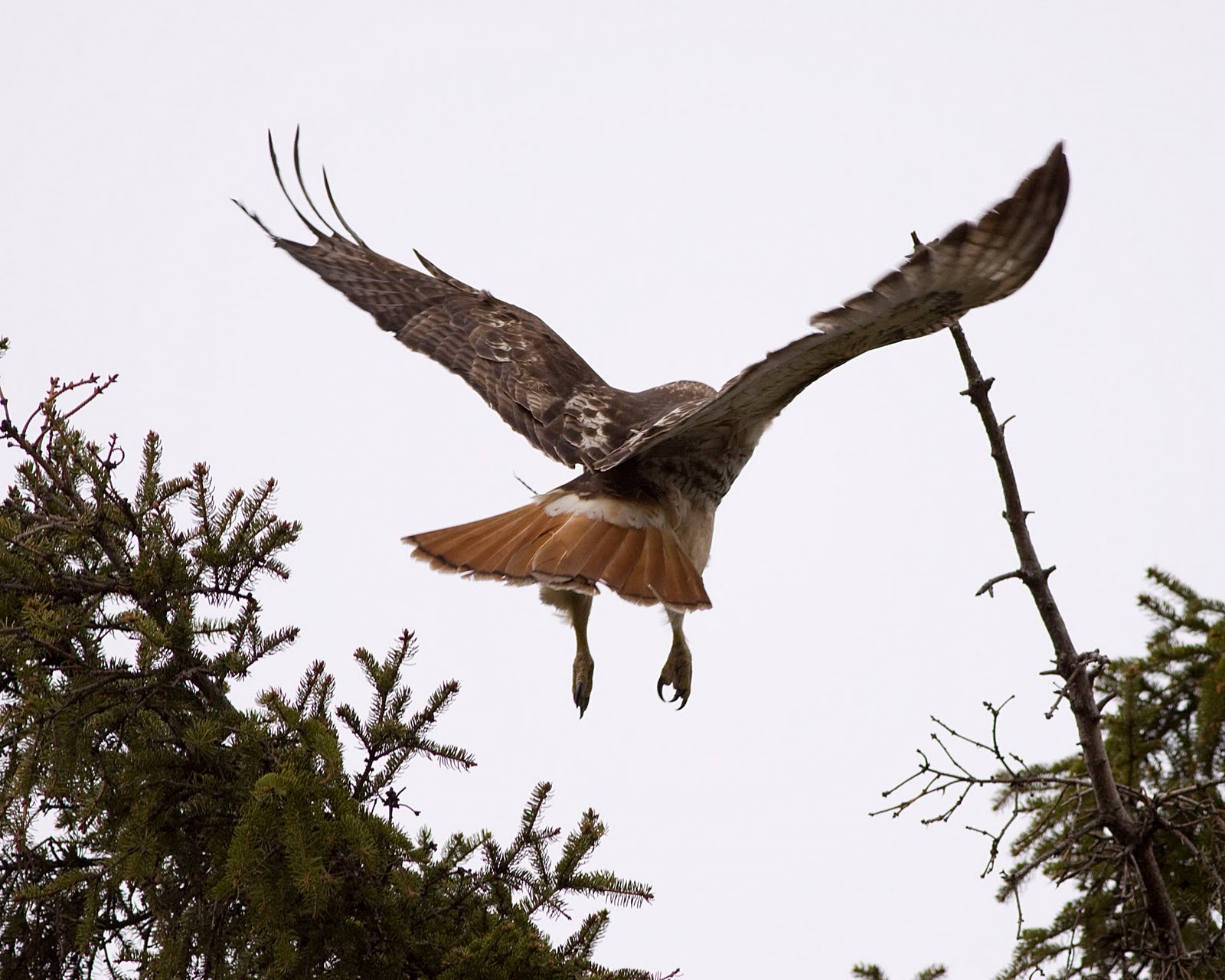Ann Brokelman Photography: Turkey Vulture - Red Tailed hawk March 26, 2010
