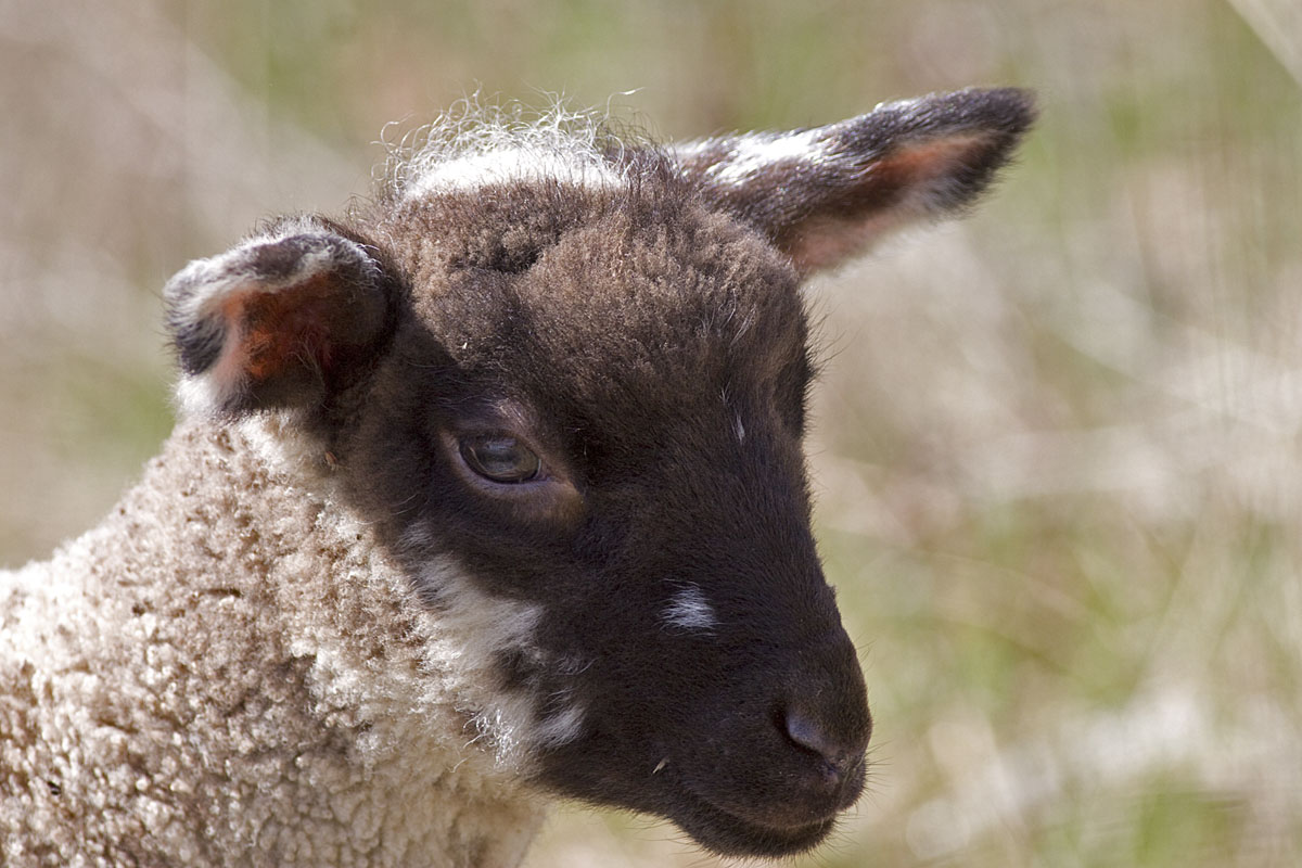 Ann Brokelman Photography: Lambs 3 weeks old - April 10, 2010